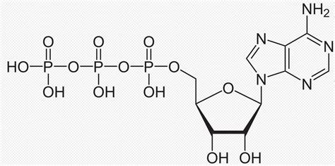 01 1 第一章 不含生化能量學 lin860224的創作 巴哈姆特
