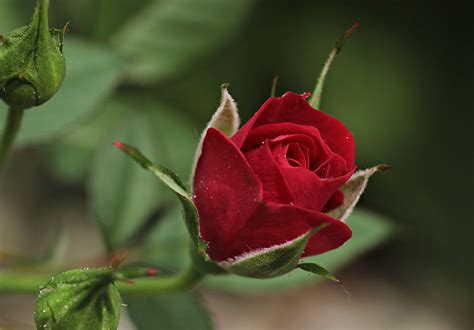 무료 사진 잎 꽃 장미 자연 꽃잎 꽃 식물 블 룸