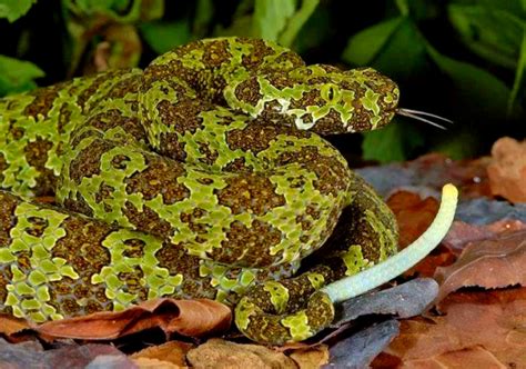 Mangshan Pit Viper Baiduwiki