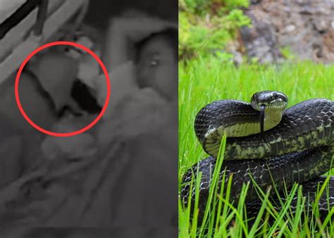 Watch Woman Awoke To Discover Herself Sharing Bed With Snake