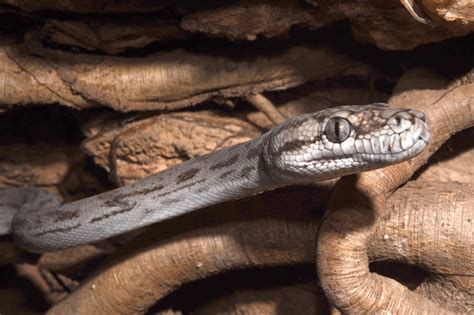 A Subadult Individual Of Nyctophilopython Oenpelliensis Gow 1977