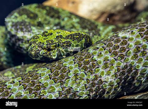 Mangshan Pit Viper Protobothrops Mangshanensis Is A Venomous Pit Viper Species Endemic To