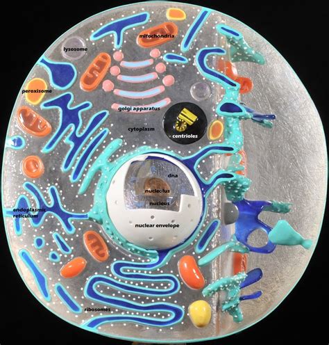 Cell Model Cell Model Plant Cell Study Skills