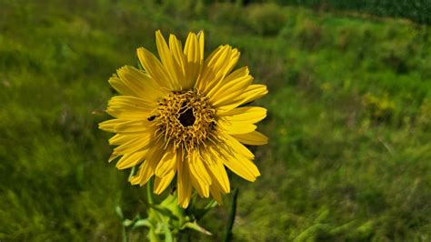Compass Plant Fun Facts At James Beau Blog