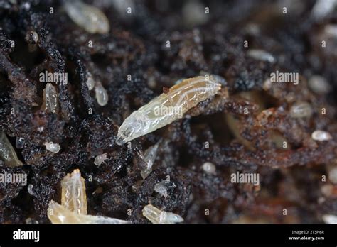Vinegar Fly Or Common Fruit Fly Drosophila Melanogaster Larvae In A