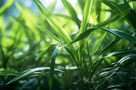 Premium Photo Blurred Colored Abstract Background Smooth Transitions Of Iridescent Colors