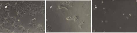 Micrographs of a normal HCT cells b when treated with 75 μg mL silver