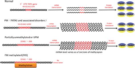 Figure 2 From The Implication Of Ampa Receptor In Synaptic Plasticity