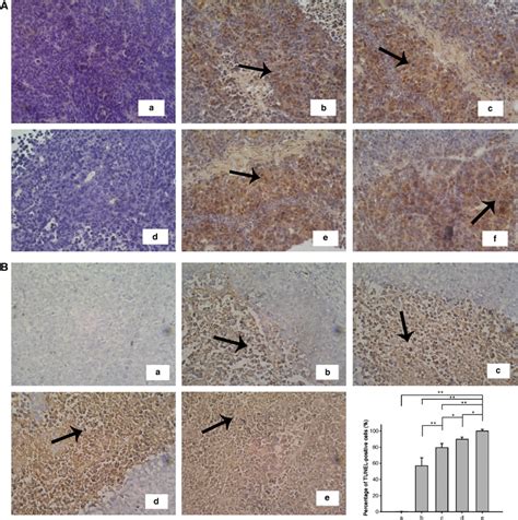 Immunohistochemical Staining And Tunel Assay A Subcutaneous Sw620