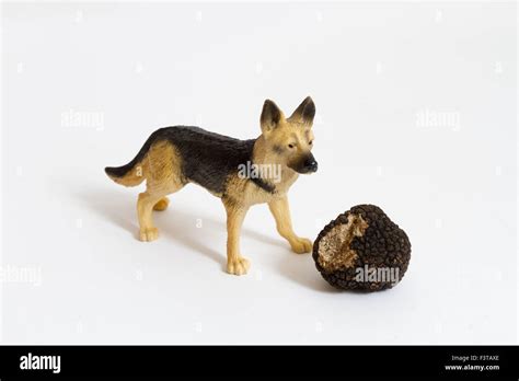 Truffle Pig Hi Res Stock Photography And Images Alamy