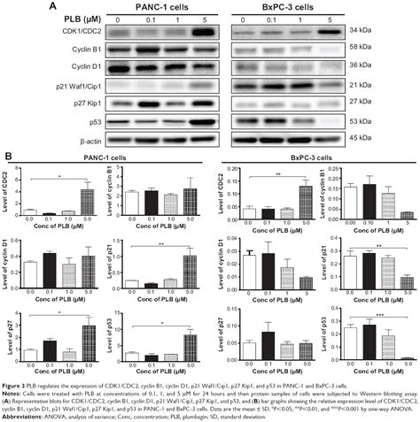 Plumbagin Induces Cell Cycle Arrest And Autophagy And Suppresses Epith