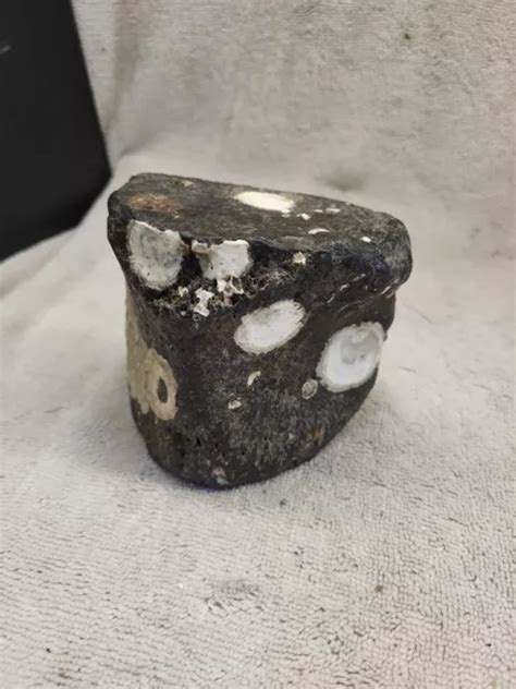 Large Rare Prehistoric Whale Vertebra Fossil Bone Specimen 806g £238 72