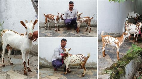 Quality Barbari Collection At Ss Goat Farm Aurangabad Maharashtra Youtube