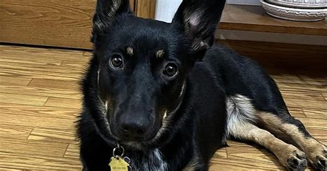 Willow Album On Imgur