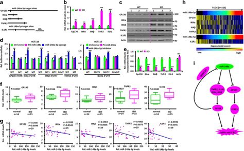 Mir 148a Inhibits Colitis And Colitis Associated Tumorigenesis In Mice Pmc