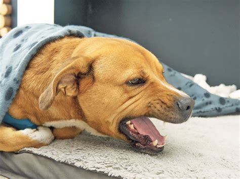 11 Reasons Why Your Dog Is Coughing—and What To Do · Kinship