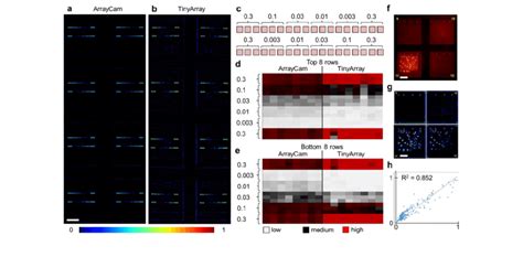 Fluorescence Images And Quantification Of Printed Microarrays With