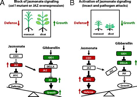 Plant Hormone Jasmonate Prioritizes Defense Over Growth By Interfering