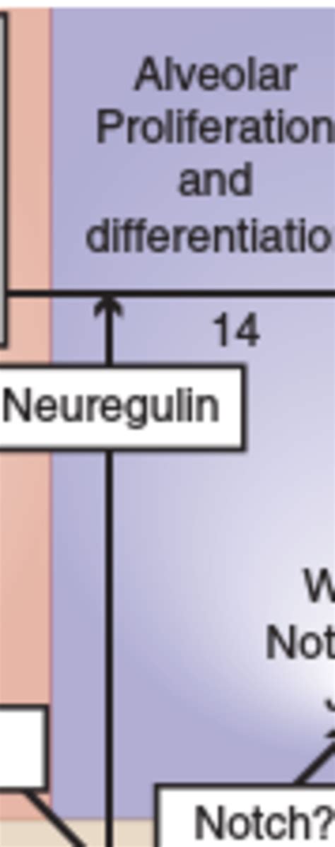 paracrine and juxtacrine signalling in adult mammary epithelium a