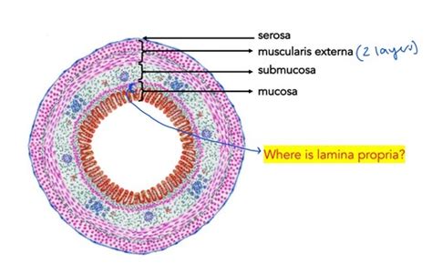 Histo Lecture 9 Flashcards Quizlet