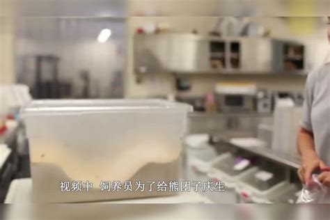 大熊猫过生日 饲养员为其准备特殊礼物 看到后爱不释手 礼物 大熊猫 生日