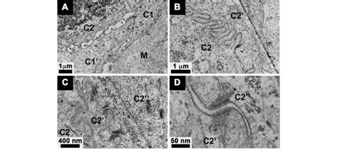 Transmission Electron Microscopy Analysis Of Cell Cultured Samples A
