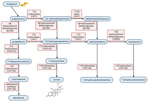 Cushing Syndrome Pathophysiology