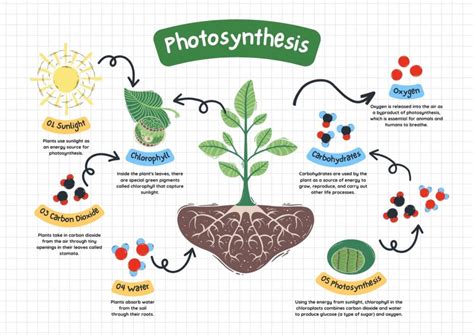 Light Reaction And Dark Reaction Of Photosynthesis