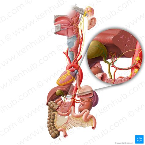 Great Grab Buy Brand Paul Kim Hepatic Plexus 7990 Model