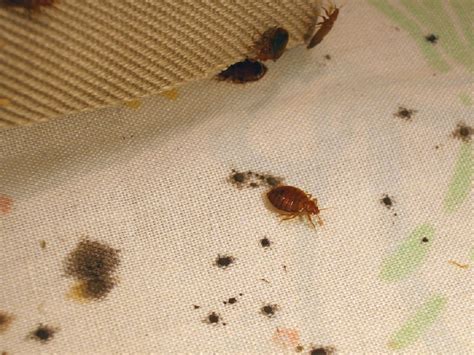 How Do You Know If You Have Bed Bugs Storables