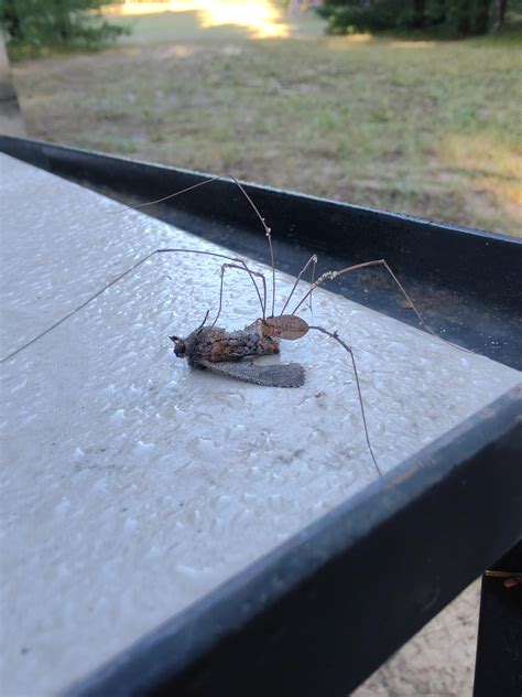Spider Eating A Moth R Natureismetal