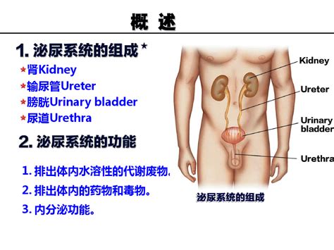 系统解剖学 第七章 泌尿系统 公开课课件 Word文档在线阅读与下载 无忧文档