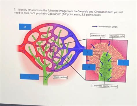 Solved Bios255 Week 4 Lymphatic System Lymphatic System Lab