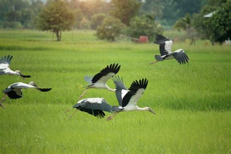 Vögel fliegen über das Grasfeld Premium Foto