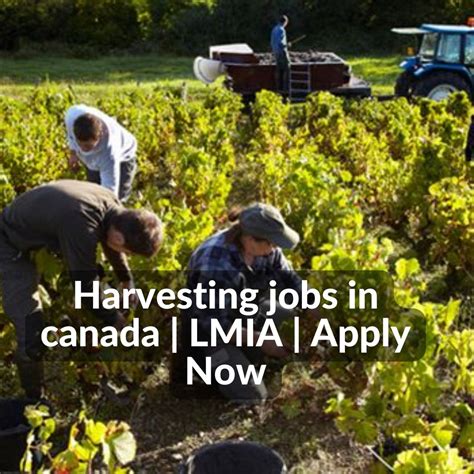 Greenhouse Labourer Jobs In Canada LMIA Apply Now