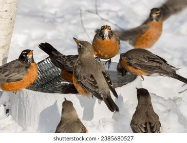 Flock Robins Photos Images And Pictures Shutterstock
