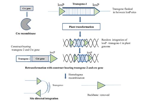 A Schematic Representation Of Site Directed Transgene Integration In