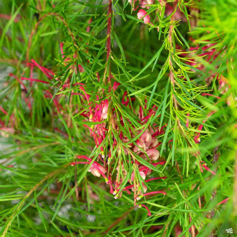 Grevillea Noellii — Green Acres Nursery And Supply