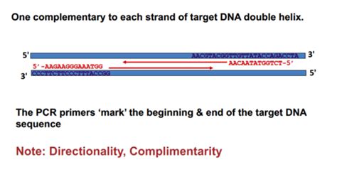 Biotechnology Polymerase Chain Reaction Flashcards Quizlet