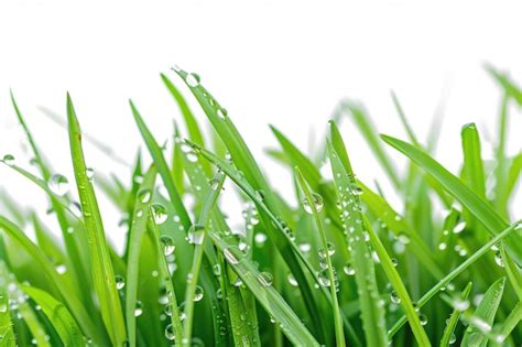 Premium Photo Glistening Dew Drops Captured On The Tips Of Green