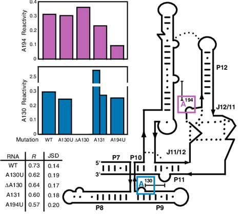 Figure 1 From Multiplexed Rna Structure Characterization With Selective 2′ Hydroxyl Acylation