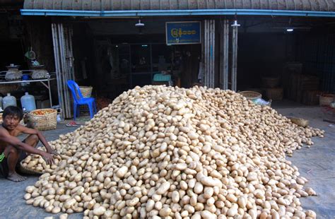 ပေါက်မြို့နယ် ယောချောင်းဒေသထွက်အာလူးများ ပခုက္ကူဈေးကွက်သို့ တစ်ရက်လျှင် အချိန်ခုနှစ် သောင်းခန့