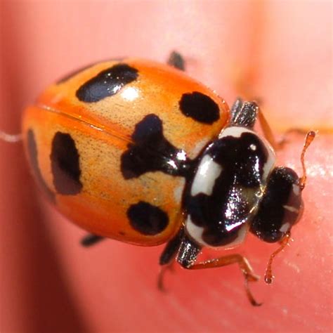 Ladybug Hippodamia Parenthesis BugGuide Net
