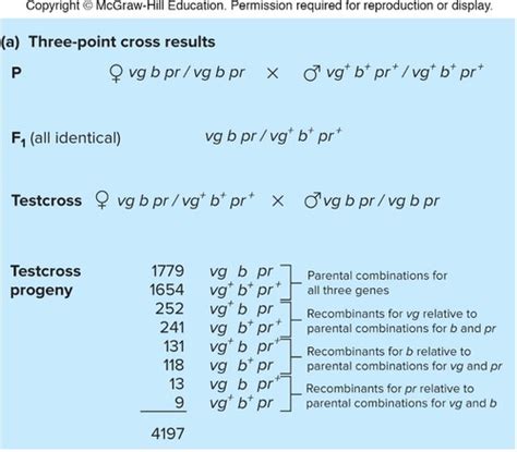 Lecture 13 Chapter 5 Linkage Recombination And The Mapping Of Genes On Chromosomes Flashcards