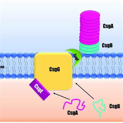 Scheme Of The Cellulose Synthase Complex Responsible For Cellulose