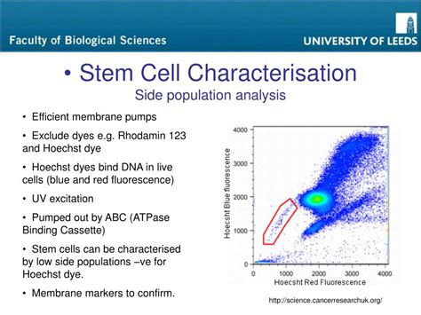 Ppt Lbff Leeds Bioimaging And Flow Cytometry Facility Powerpoint Presentation Id 4711165