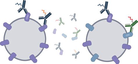 Figure 1 From Quantification Of Extracellular Vesicles Using PICO