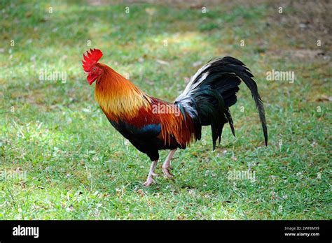 Male Chicken Gallus Gallus Domesticus Chicken Is A Domesticated