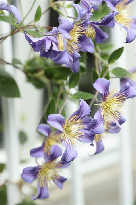 Clematis Integrifolia Juuli Photograph By Sonja Zelano Fine Art America