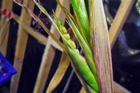 What Are Some Of The Benefits Of Gmos Genetically Modified Organisms